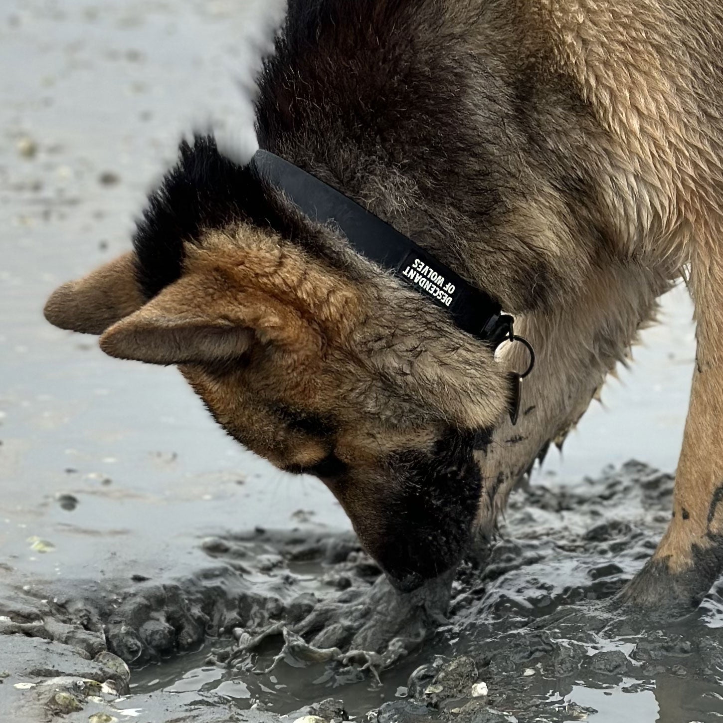 Tactical PVC Collar | 25mm Width – Descendant Of Wolves